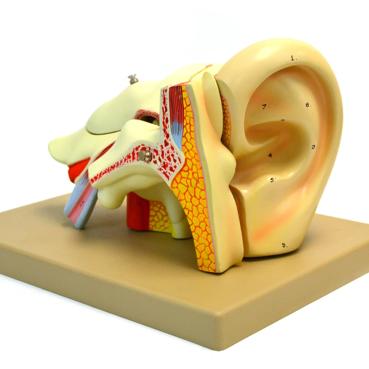 4x Life-Size Human Ear Model, 5 Parts – Anchor Simulation