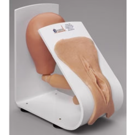 Female Catheterization Trainer – Anchor Simulation
