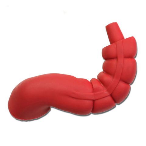 Sigmoid Large Intestine – Anchor Simulation