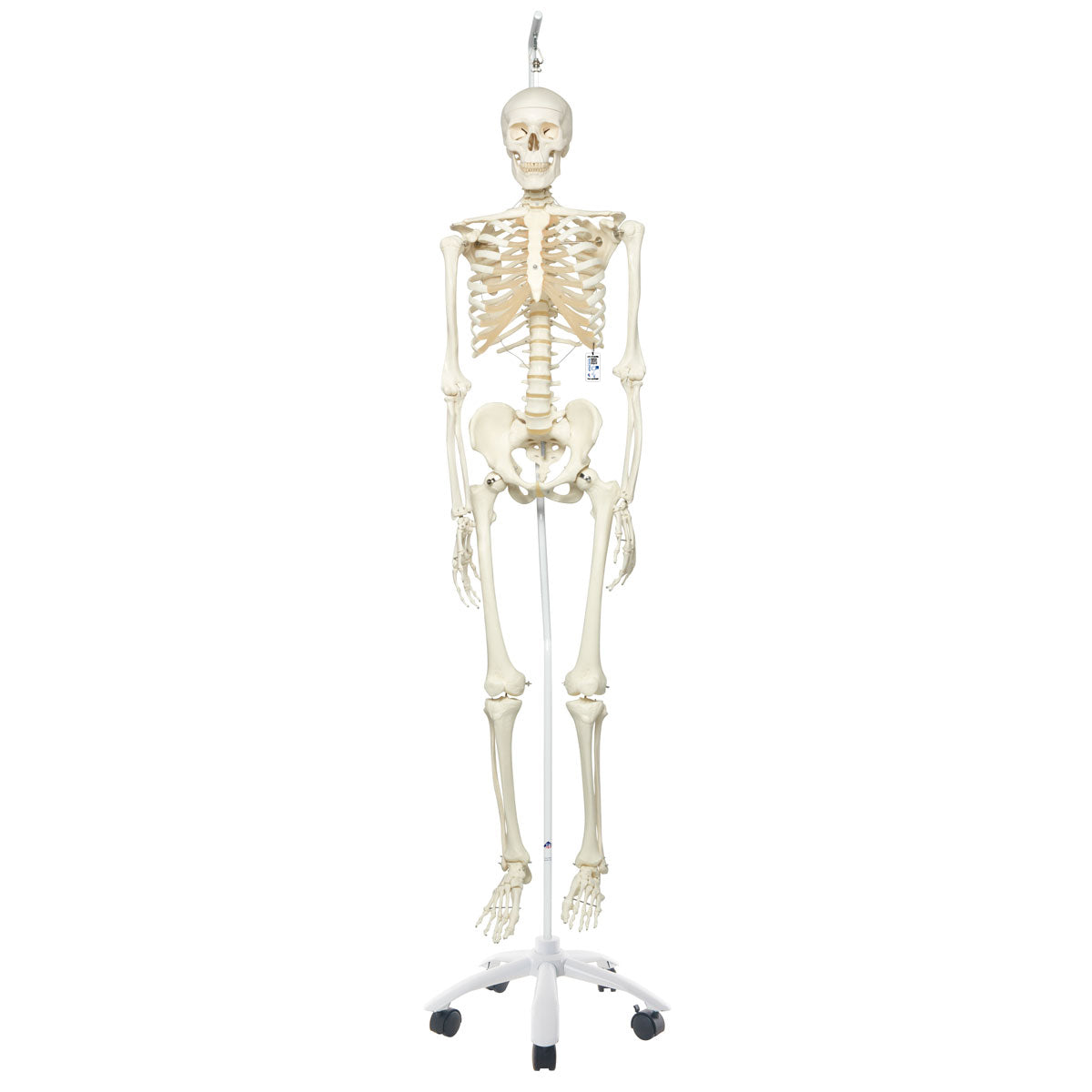Stan Human Skeleton Model on Hanging Stand – Anchor Simulation