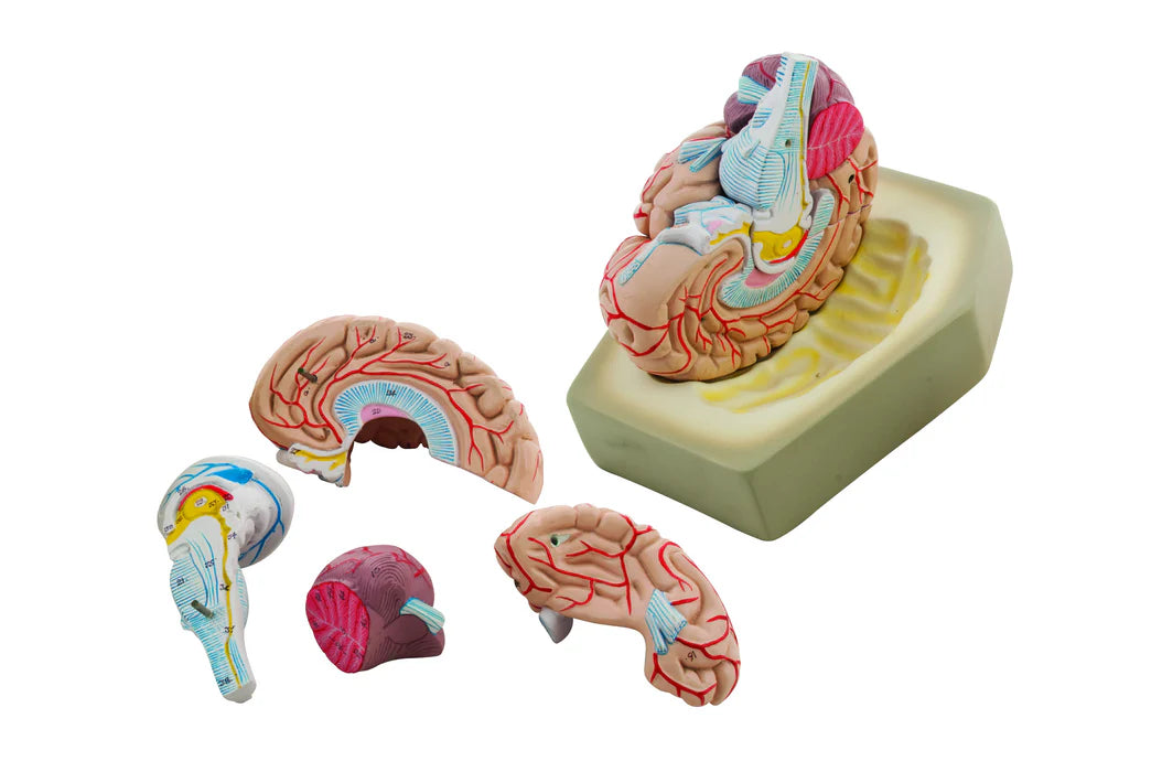 Human Brain - 8 Parts – Anchor Simulation