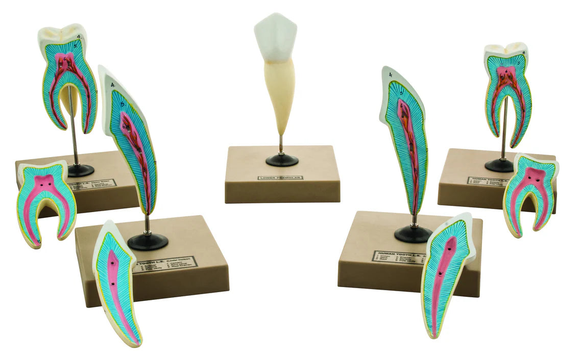 Human Teeth Models - Set of 5 Different Models – Anchor Simulation