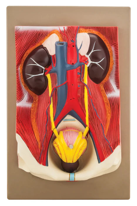 Urinary Organs Model- 3 Parts – Anchor Simulation