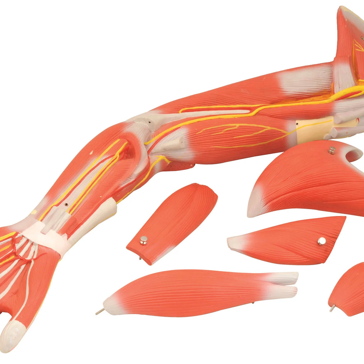 Muscular Arm Model, 6 Parts – Anchor Simulation