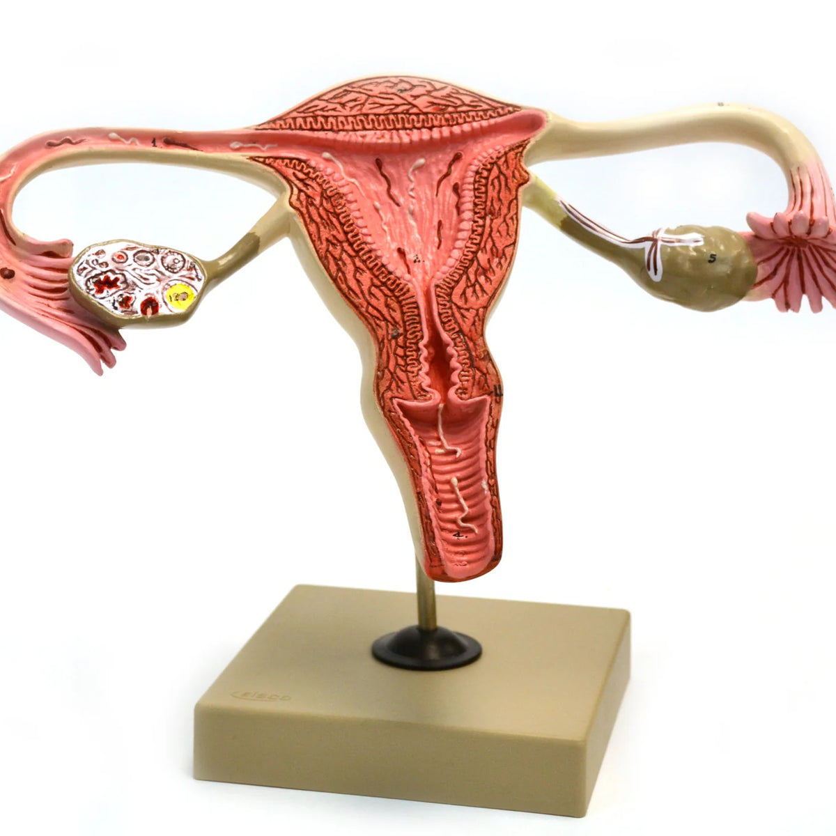 Human Female Reproductive Ovary Model – Anchor Simulation