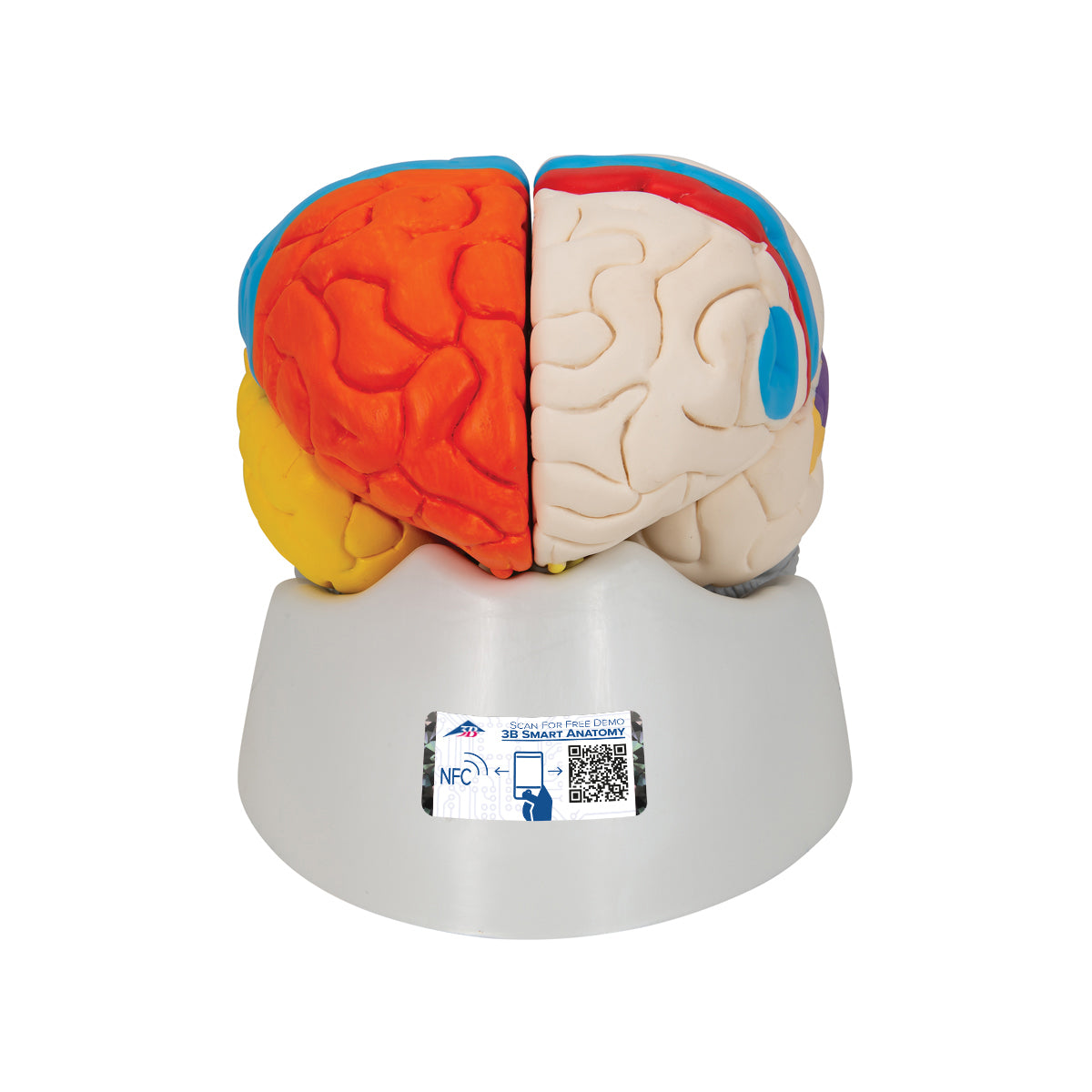 Neuro-Anatomical Brain 8-Part – Anchor Simulation