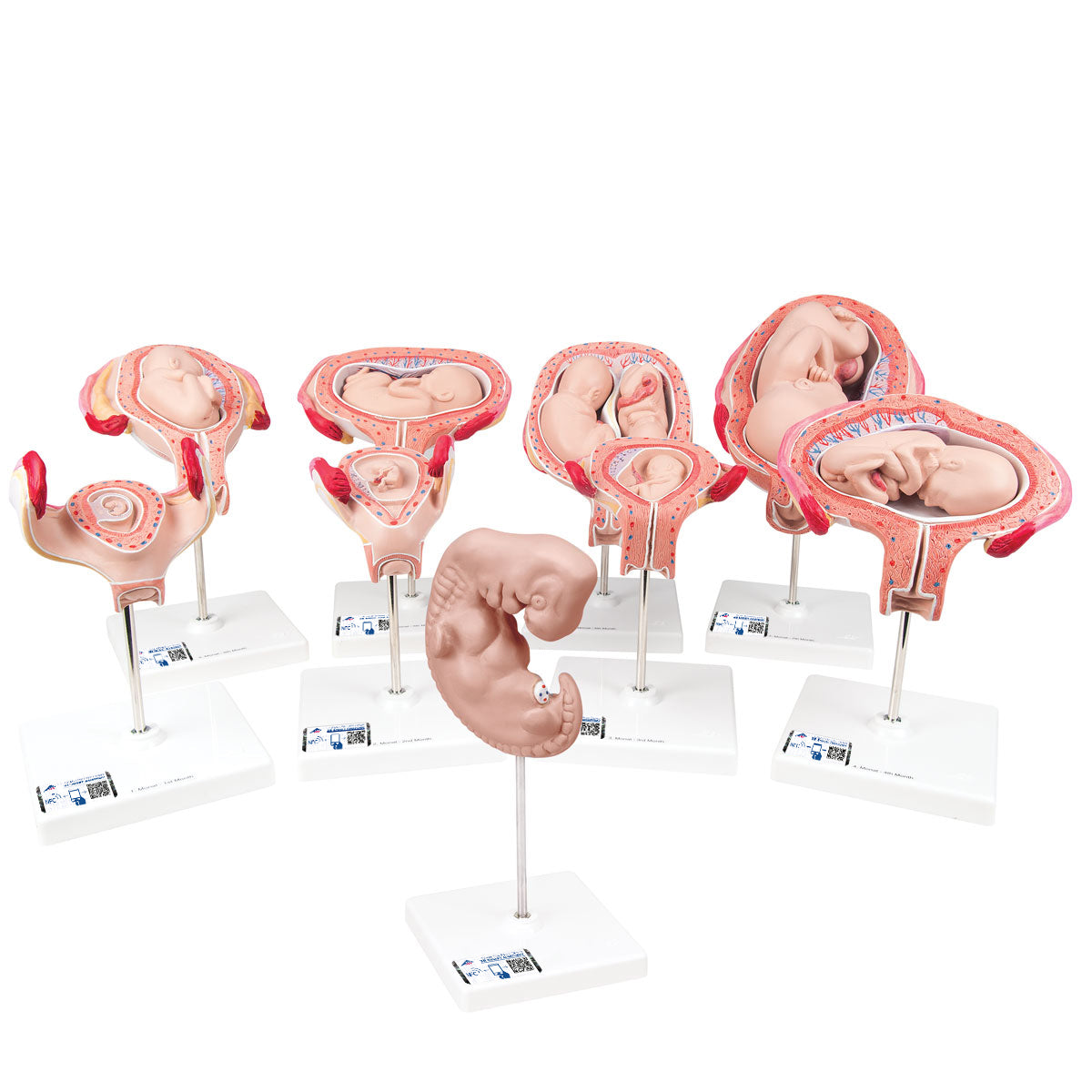 Deluxe Pregnancy Series 9 Models – Anchor Simulation