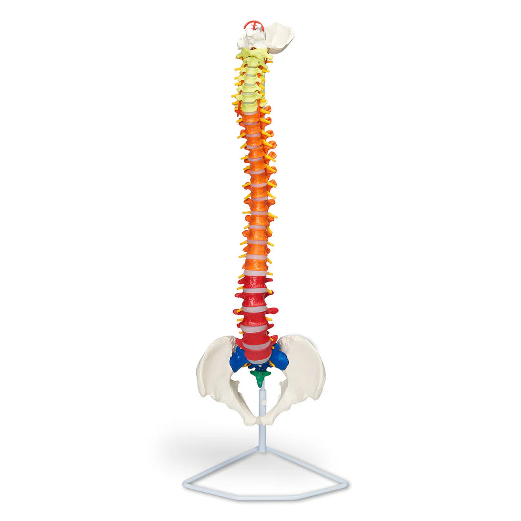 Flexible Vertebrae with Color-Coded Regions – Anchor Simulation