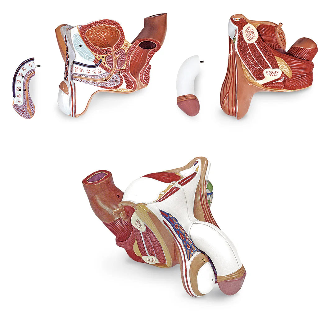 Male Genital Organs Model (4-Part) – Anchor Simulation