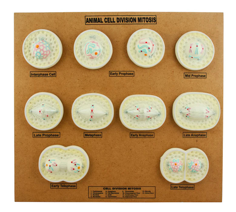 Animal Cell Mitosis Model – Anchor Simulation