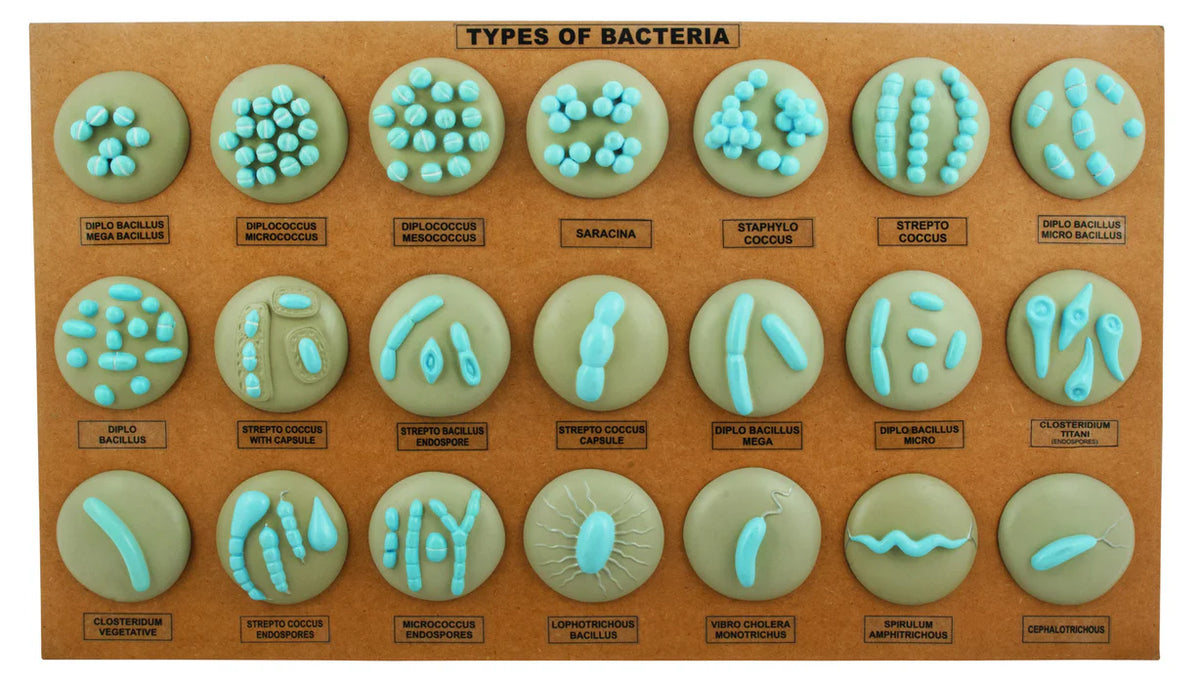 Types of Bacteria Model - 21 Different Models Mounted on Board – Anchor ...