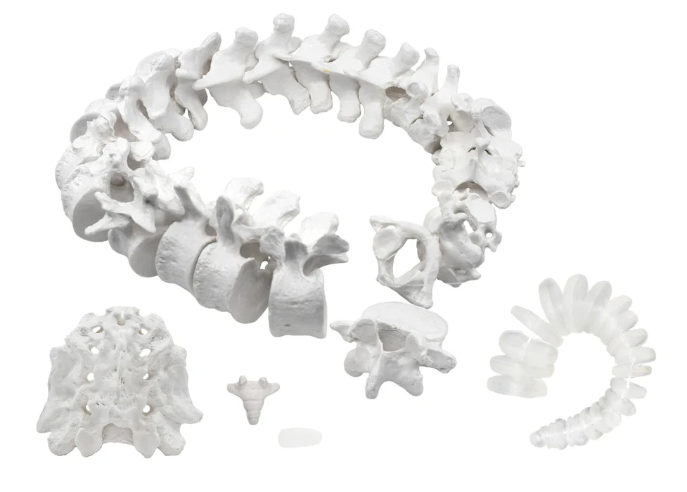 Disarticulated Human Spine Model, 50 Parts – Anchor Simulation