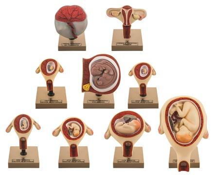 Pregnancy Series - Embryonic and Fetal Development Model Set – 9 Stage ...