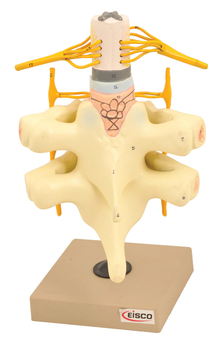 Spinal Cord & Nerves Model, Life Size – Anchor Simulation