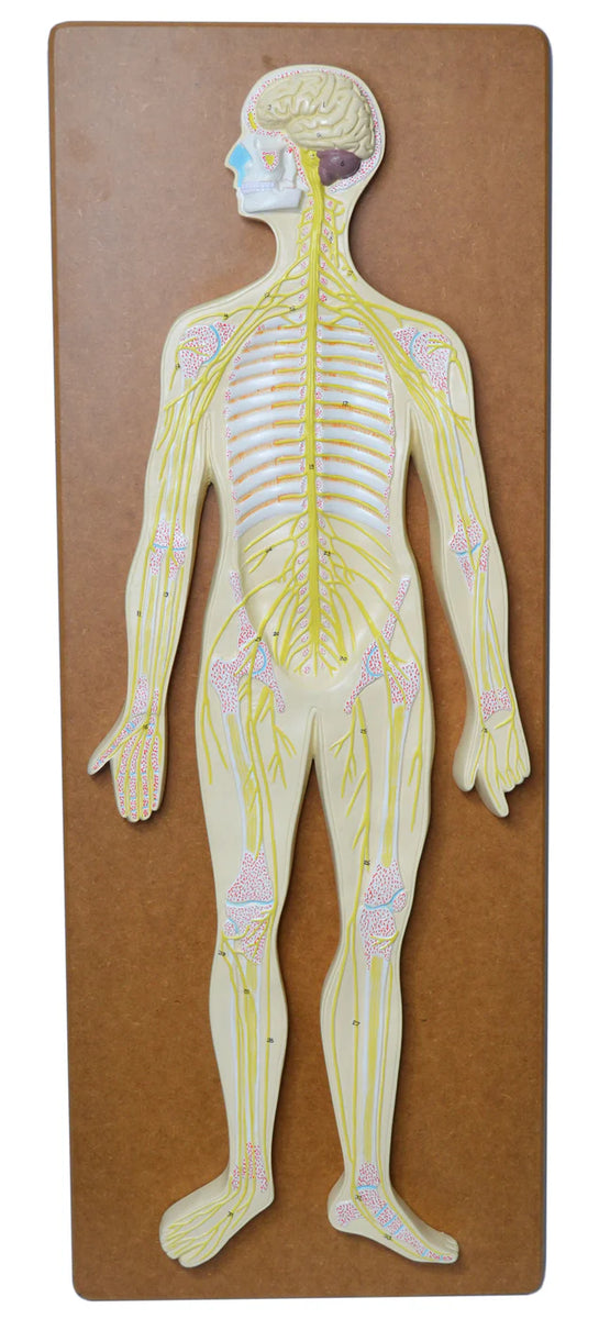 Nervous System Model, 32 Inch Mounted – Anchor Simulation