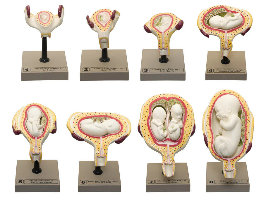 Embryo/Fetus Development in Utero Model Set – Anchor Simulation