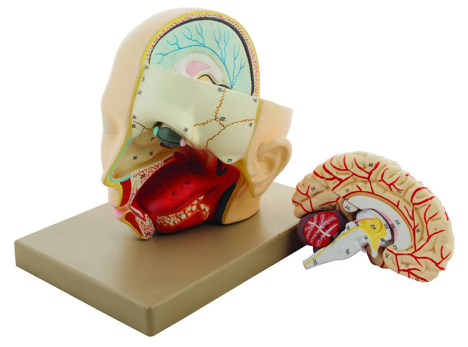 Life-Size Premium Human Head with Brain Model, 3 Parts – Anchor Simulation